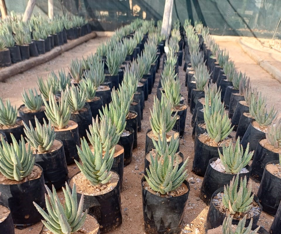 Experiences – Quiver Tree Route